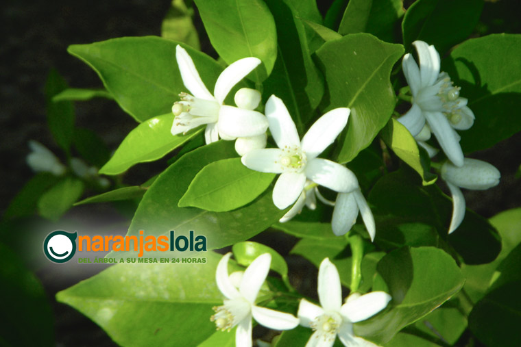 La flor de azahar, joya de los naranjos - Blog de Naranjas LolaBlog de ...